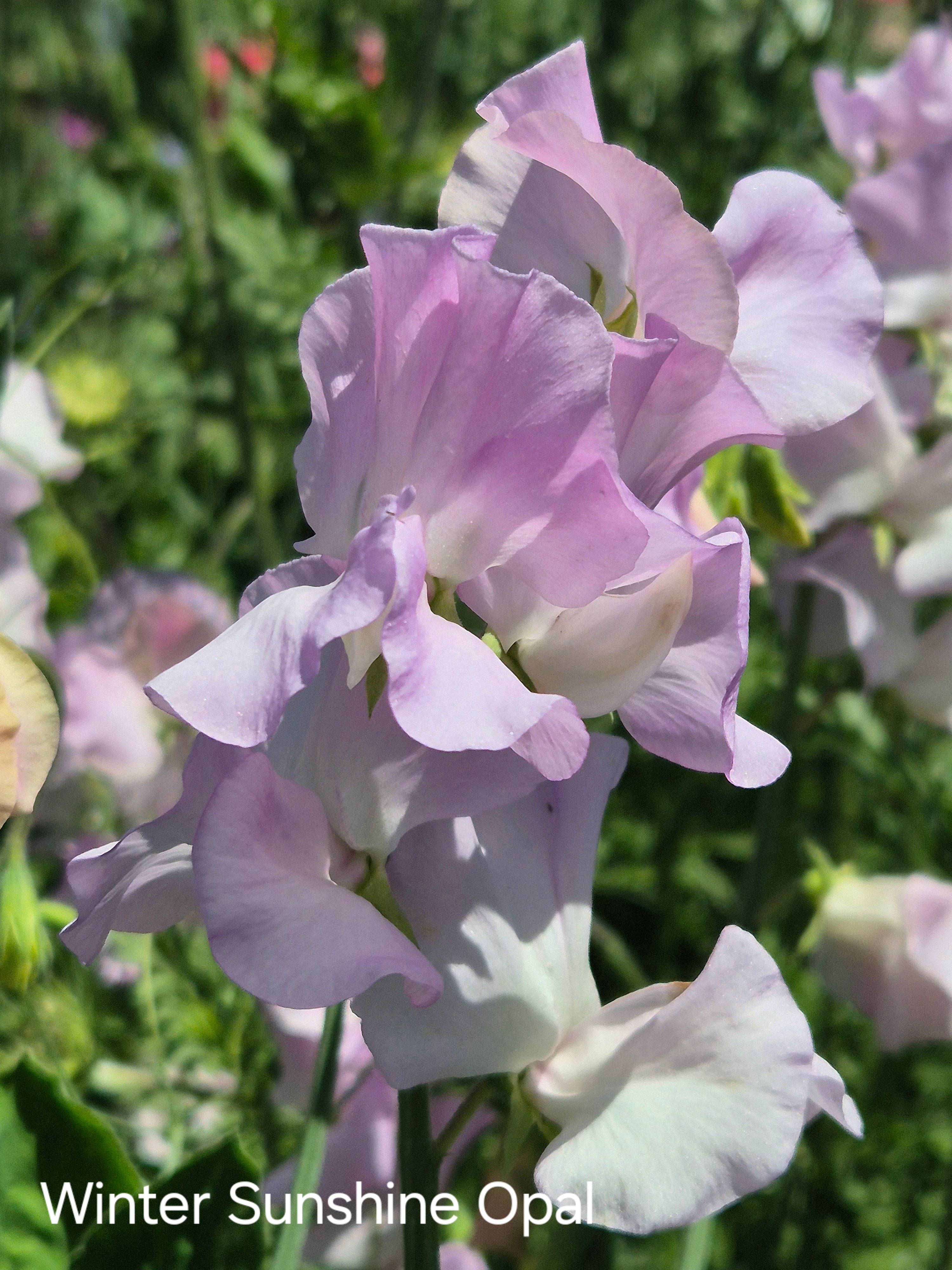 Winter Sunshine 'Opal' – Frohloff's SweetPeas, Flowers and Seeds