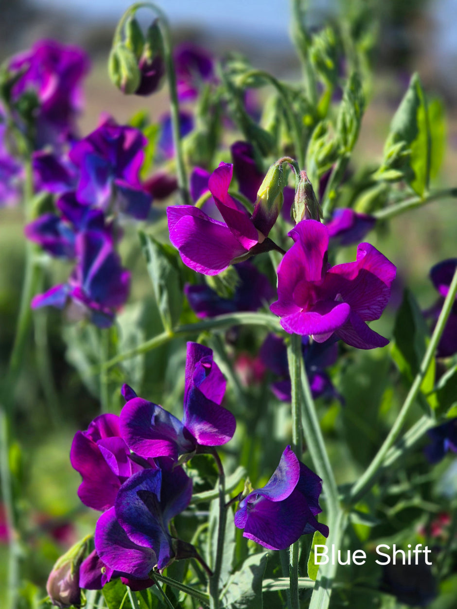 Products – Frohloff's SweetPeas, Flowers and Seeds