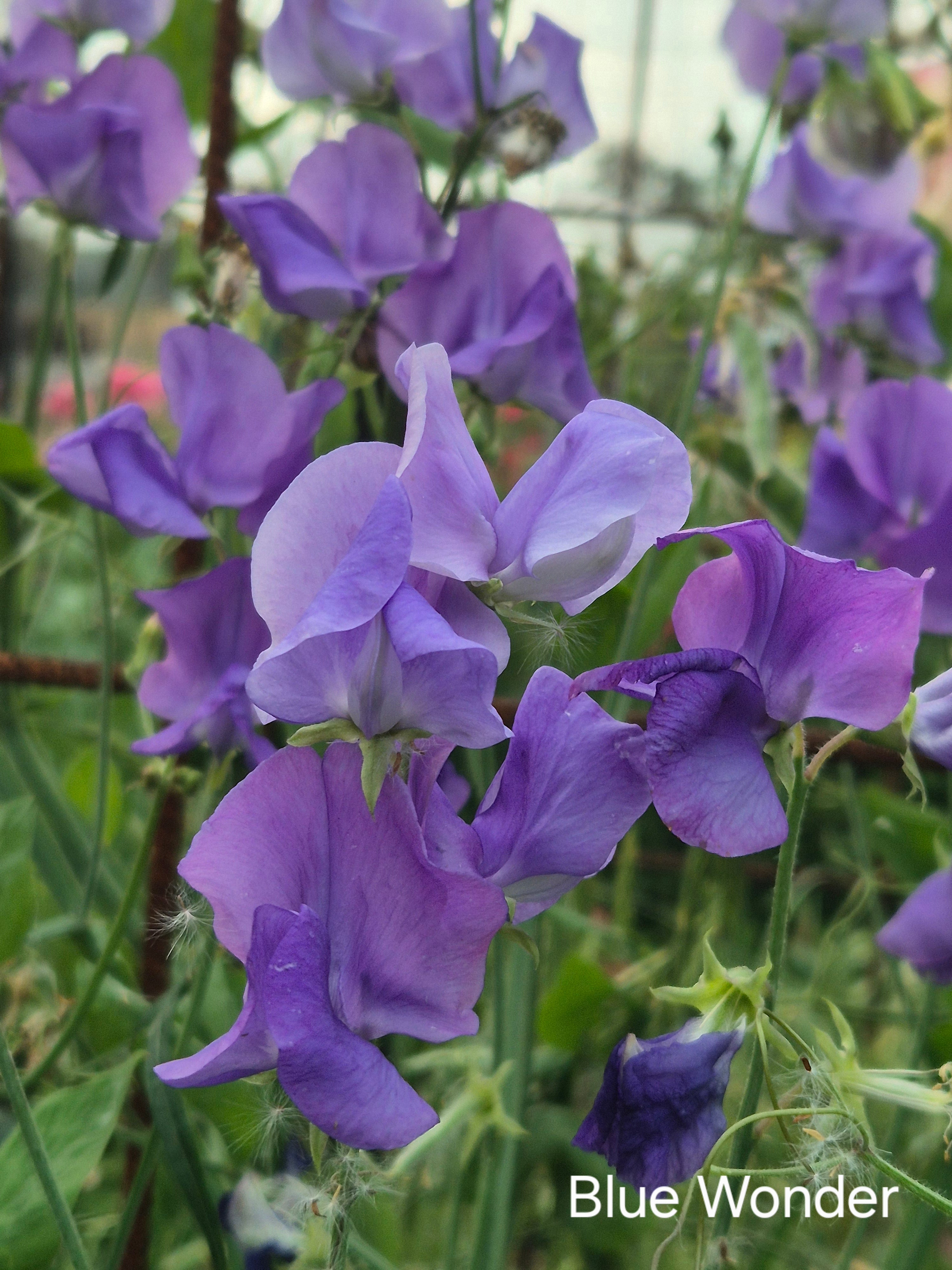 Modern grandiflora 'Blue Wonder' – Frohloff's SweetPeas, Flowers and Seeds
