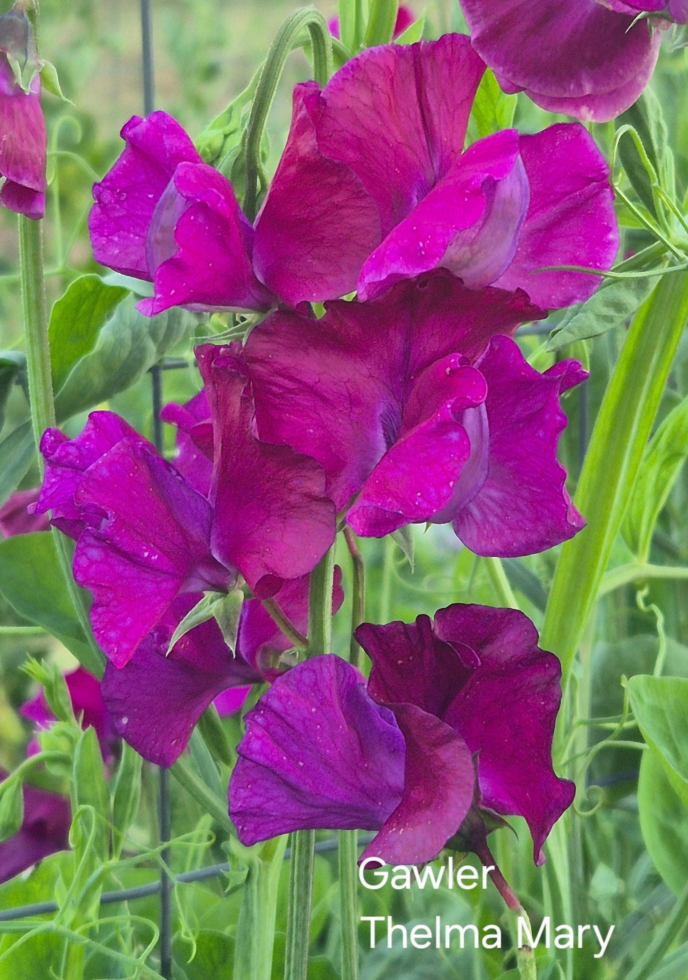 Gawler 'Thelma Mary' – Frohloff's SweetPeas, Flowers and Seeds