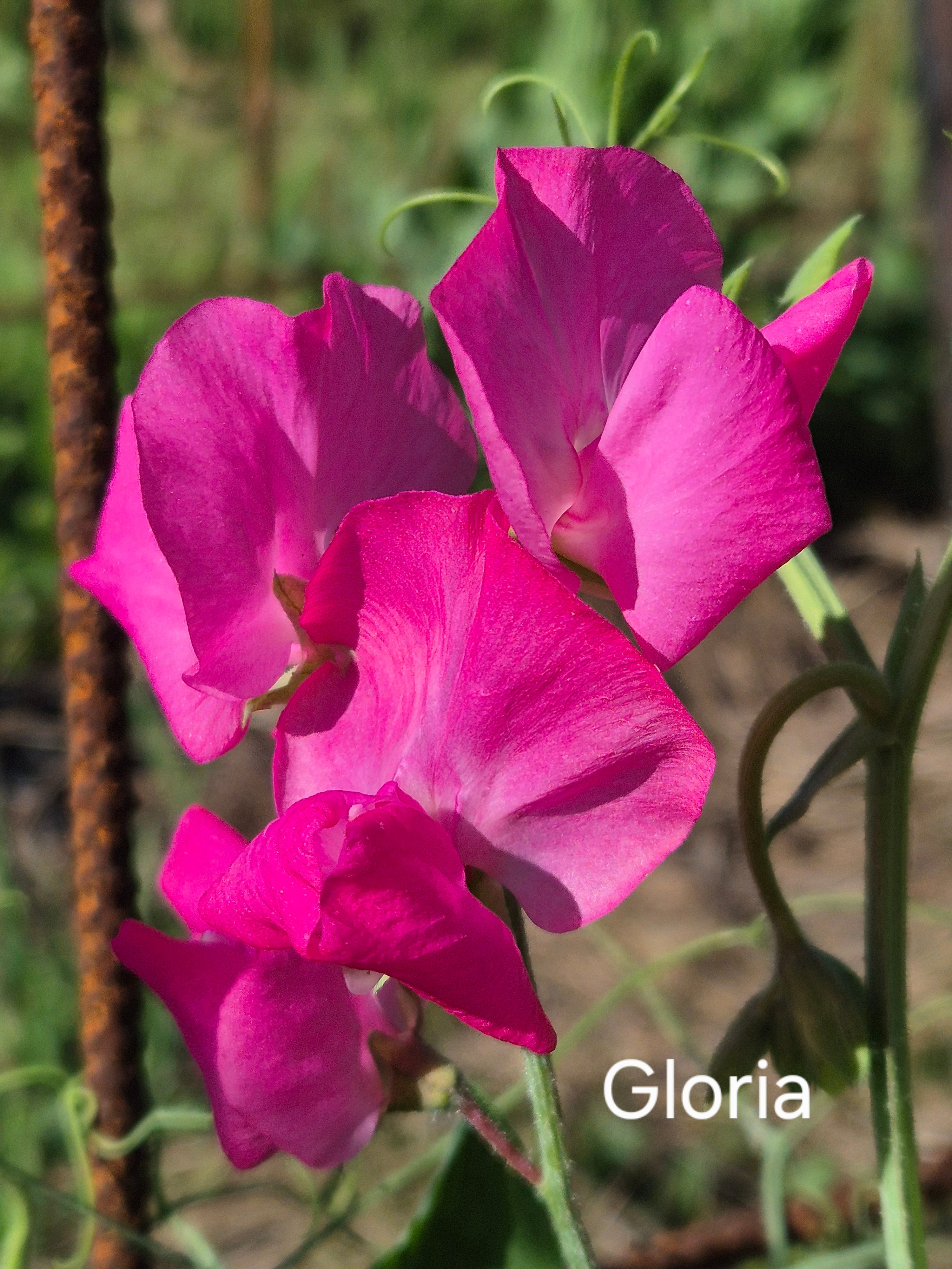 Multiflora 'Gloria' – Frohloff's SweetPeas, Flowers and Seeds