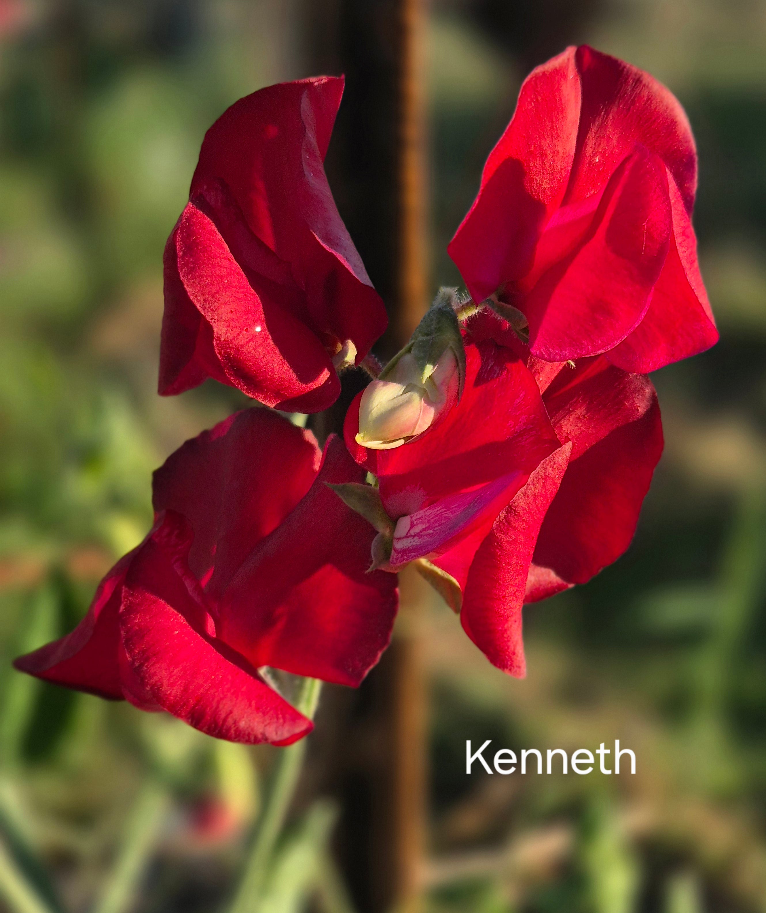 Multiflora 'Kenneth' – Frohloff's SweetPeas, Flowers and Seeds