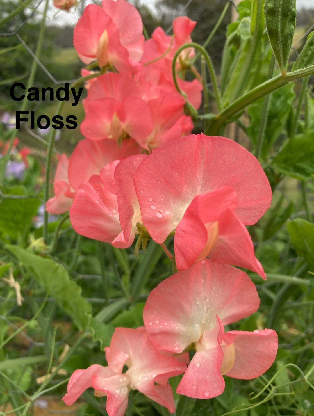 Modern-Grandiflora 'Candy Floss' – Frohloff's SweetPeas, Flowers and Seeds