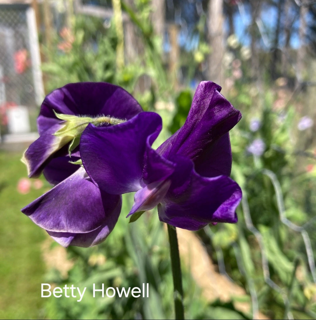 Spencer 'Betty Howell' – Frohloff's SweetPeas, Flowers and Seeds
