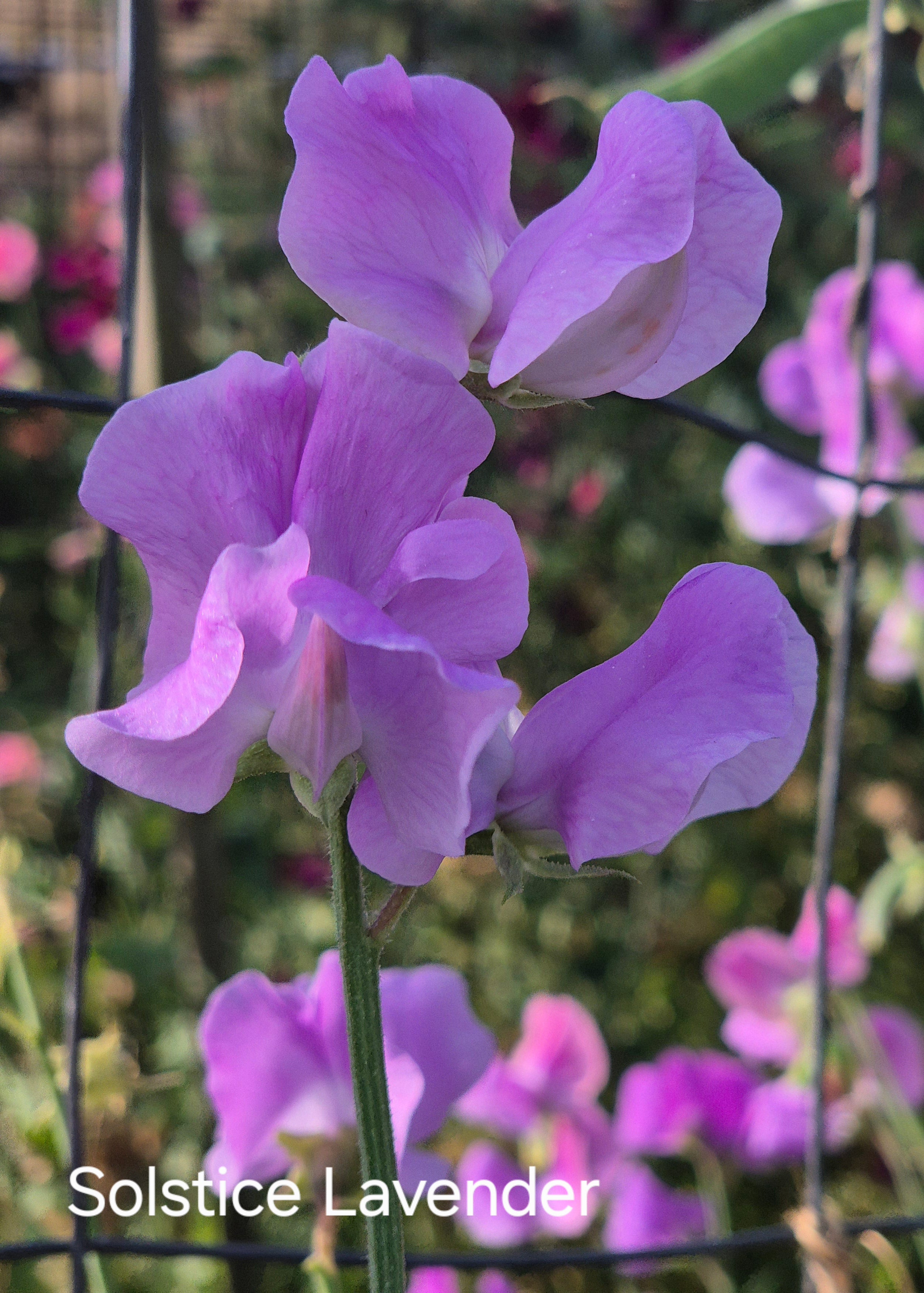 Solstice Lavender – Frohloff's SweetPeas, Flowers and Seeds