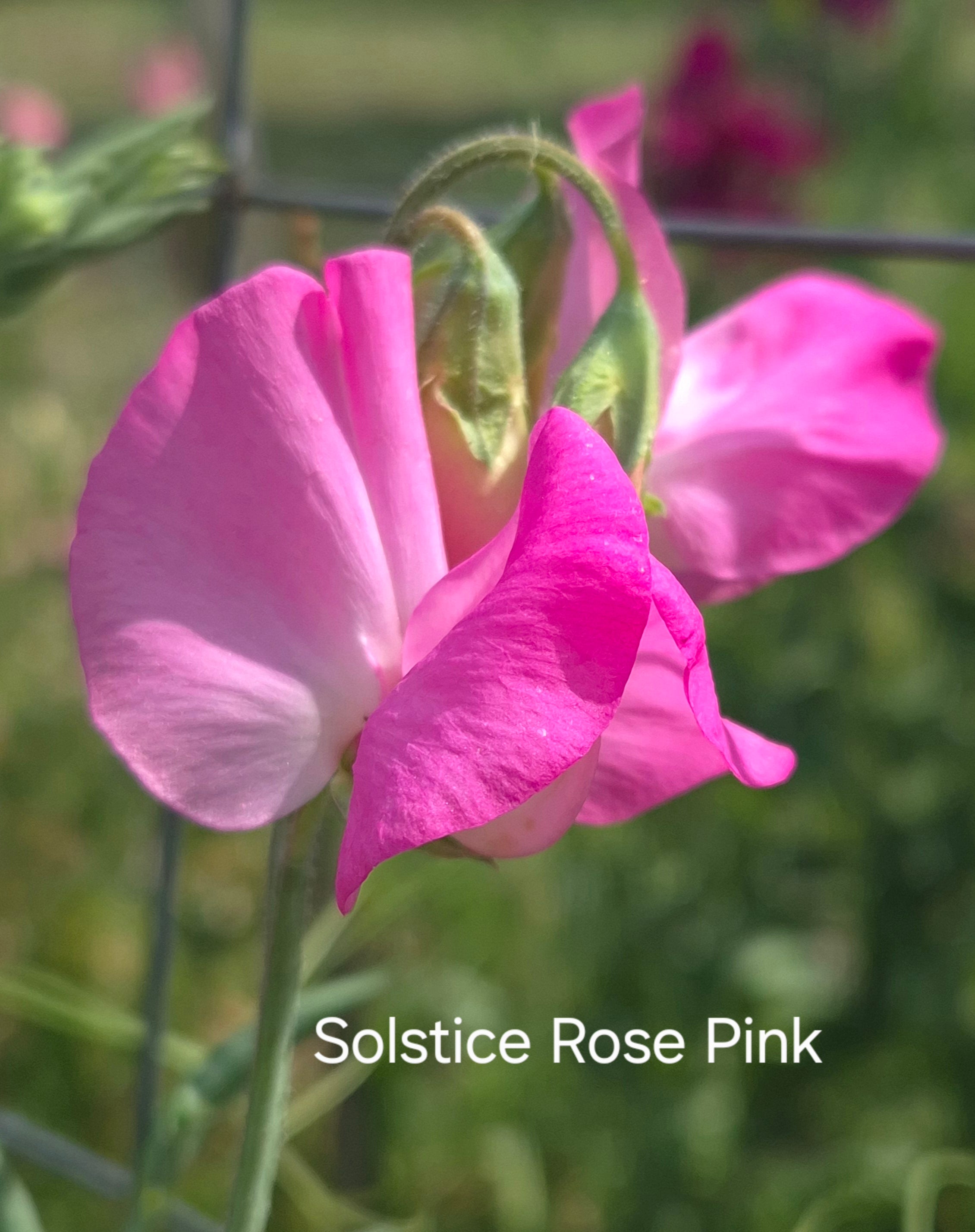 Solstice 'Rose Pink' – Frohloff's SweetPeas, Flowers and Seeds