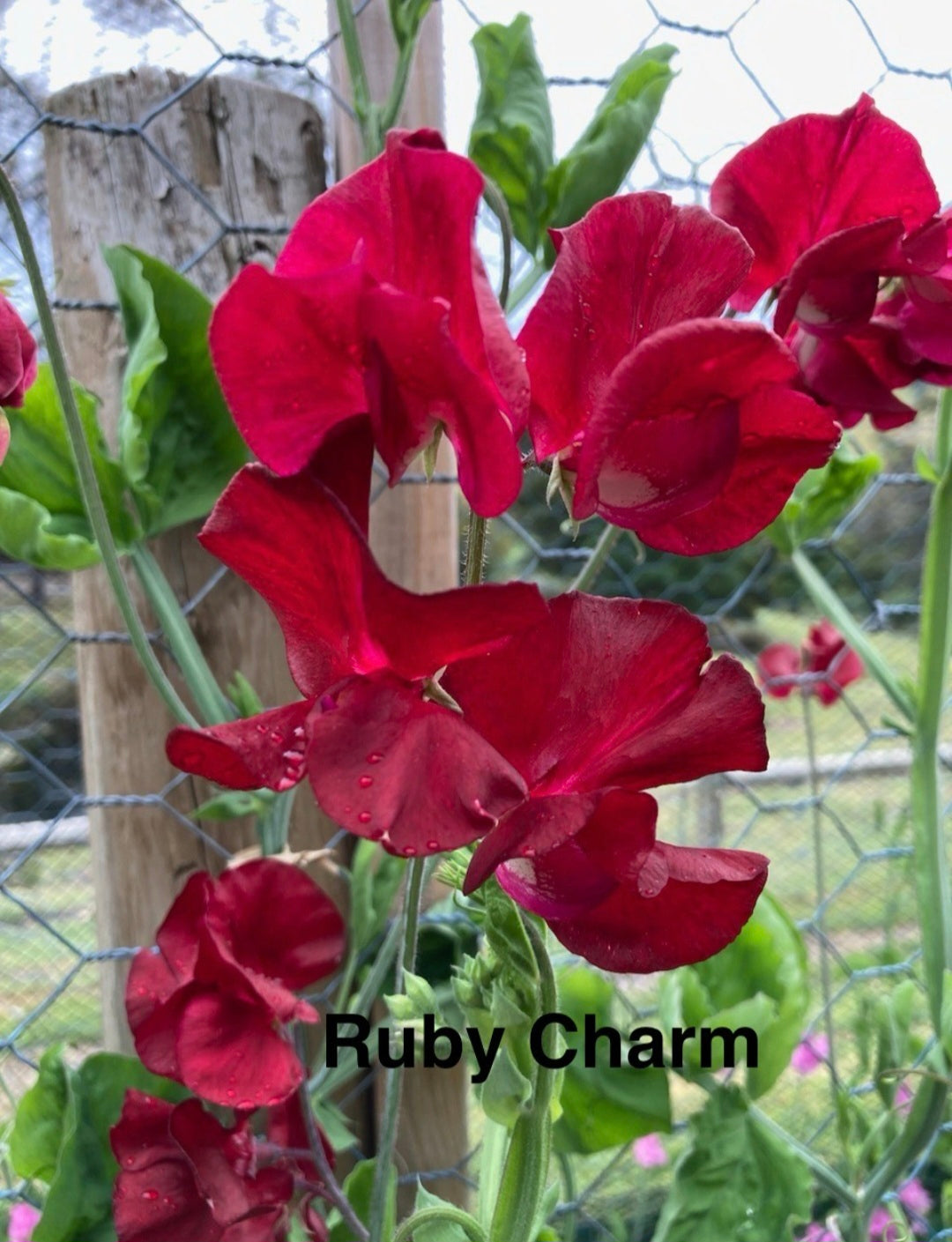 Spencer 'Ruby Charm' – Frohloff's SweetPeas, Flowers and Seeds